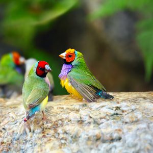 Rare and Endangered Animals of the Kimberley - Ocean Dream Charters